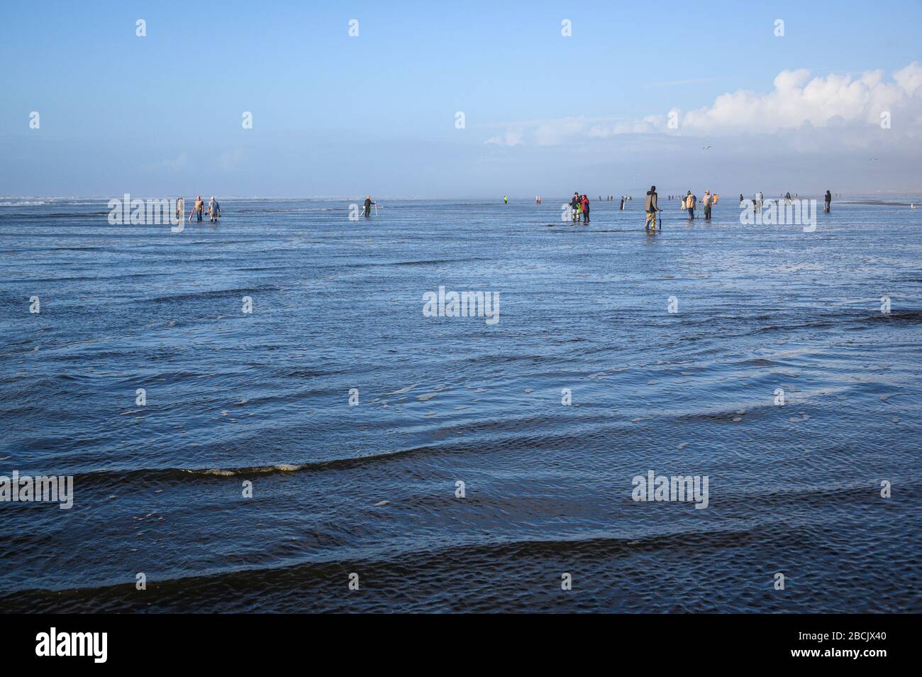 Clam digging washington hi-res stock photography and images - Alamy