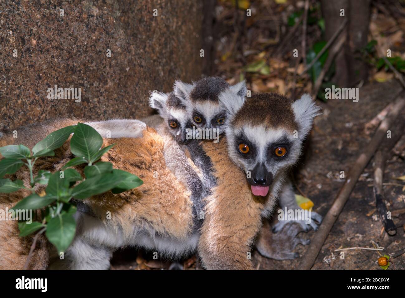 Africa, Madagascar, Ambalavao. Anja Community reserve. Ring-tailed ...