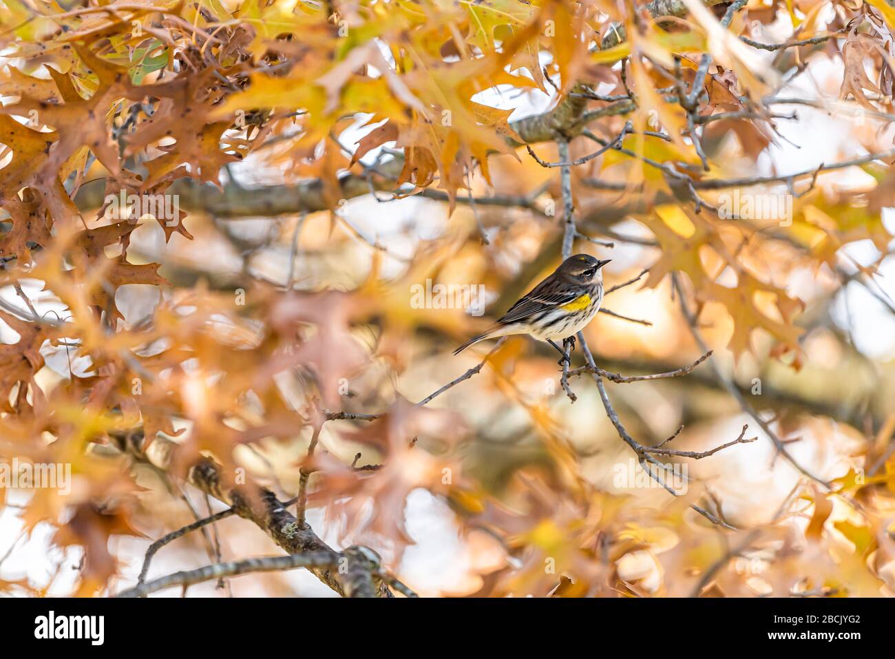 Audubons warbler hi-res stock photography and images - Alamy