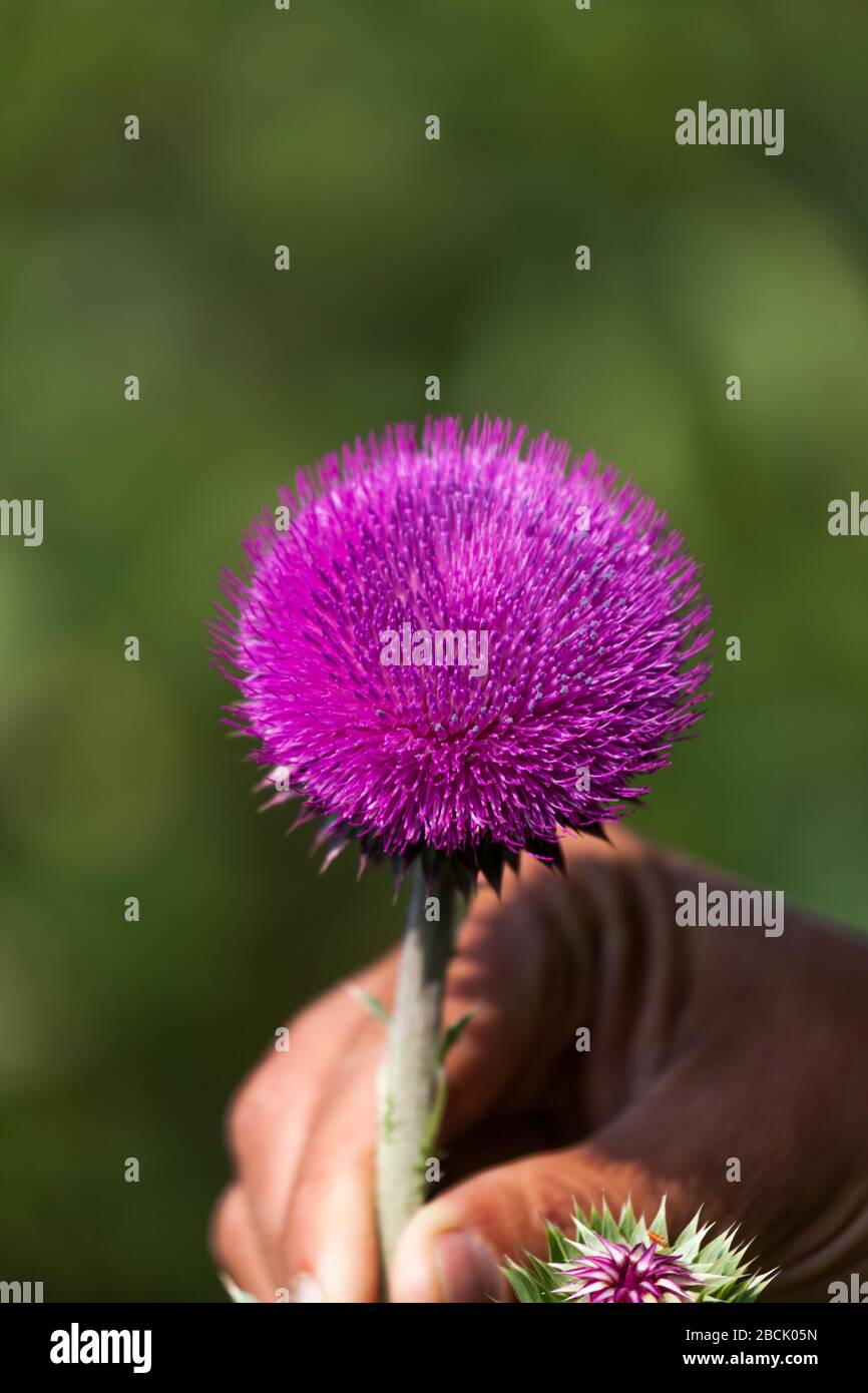 A hand holding the stem of a round purple thistle bloom with a soft ...