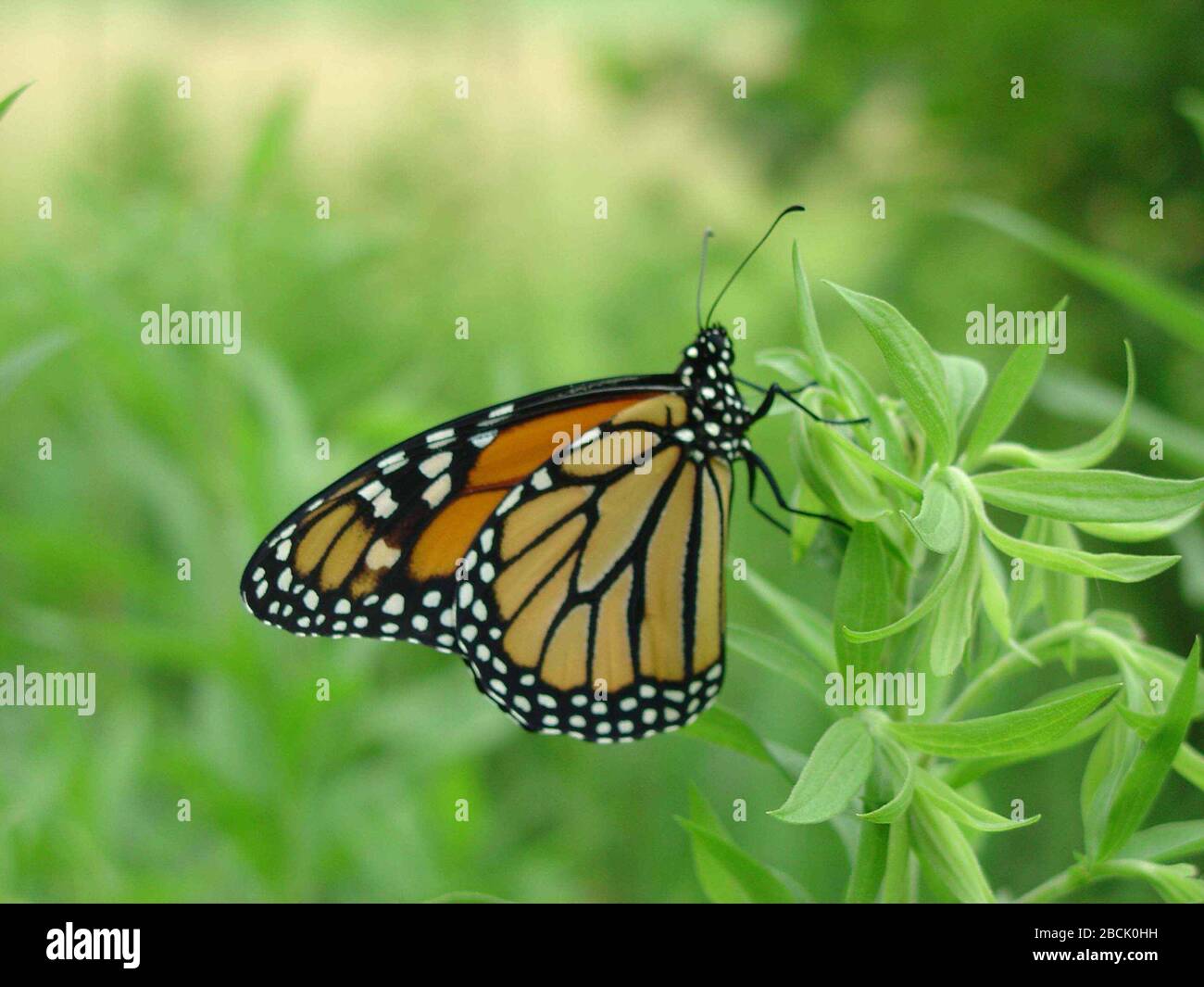 Monarch butterfly domain hi-res stock photography and images - Alamy