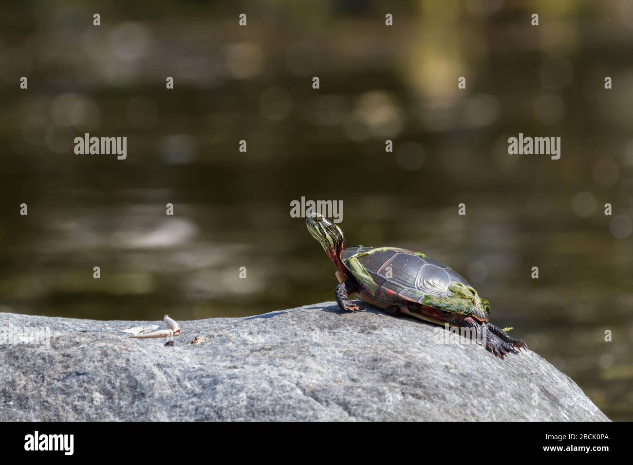 Basking painted turtle hi-res stock photography and images - Alamy