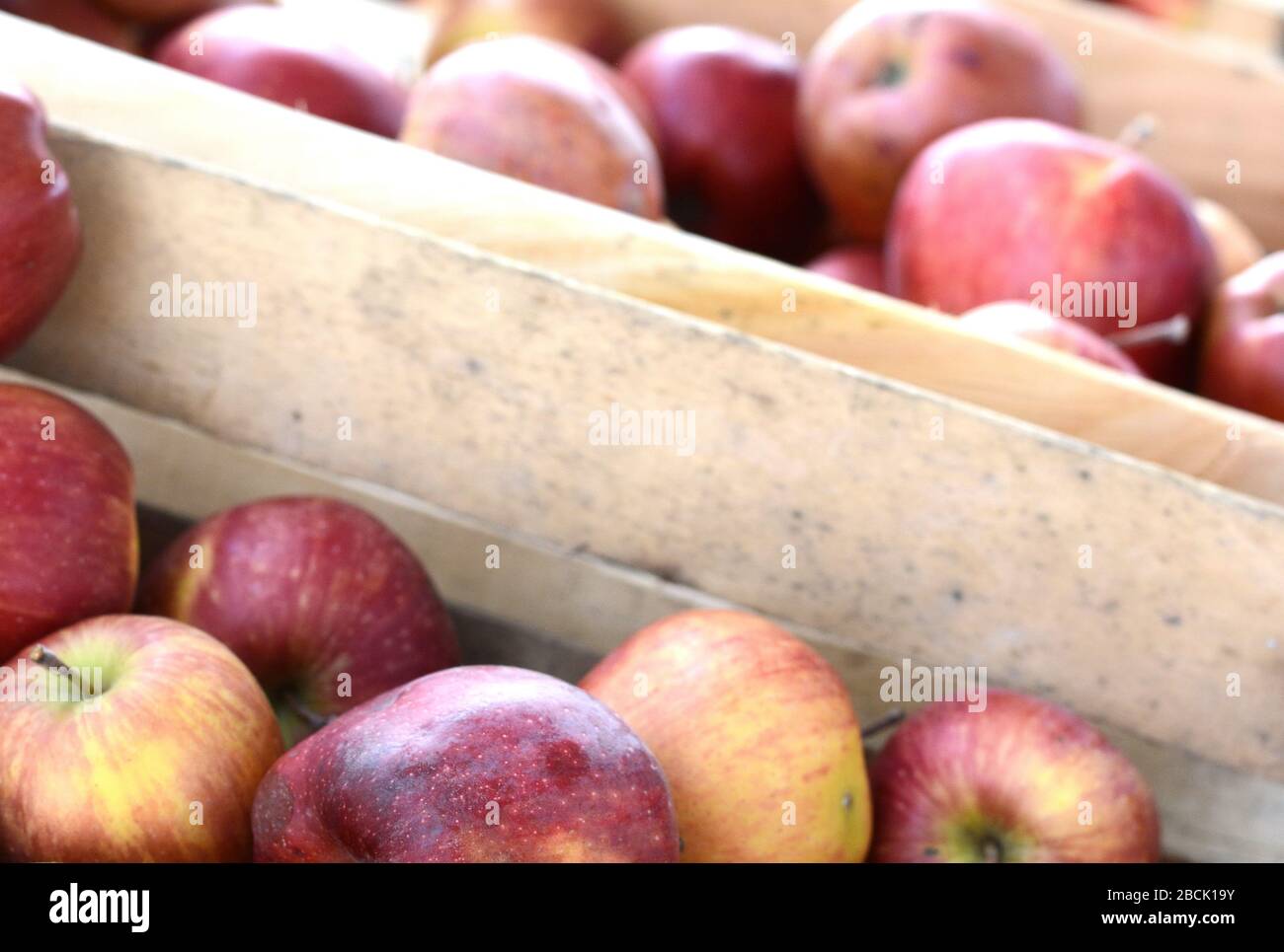 Apples on the market. Fresh organic red apples from the local farmers ...