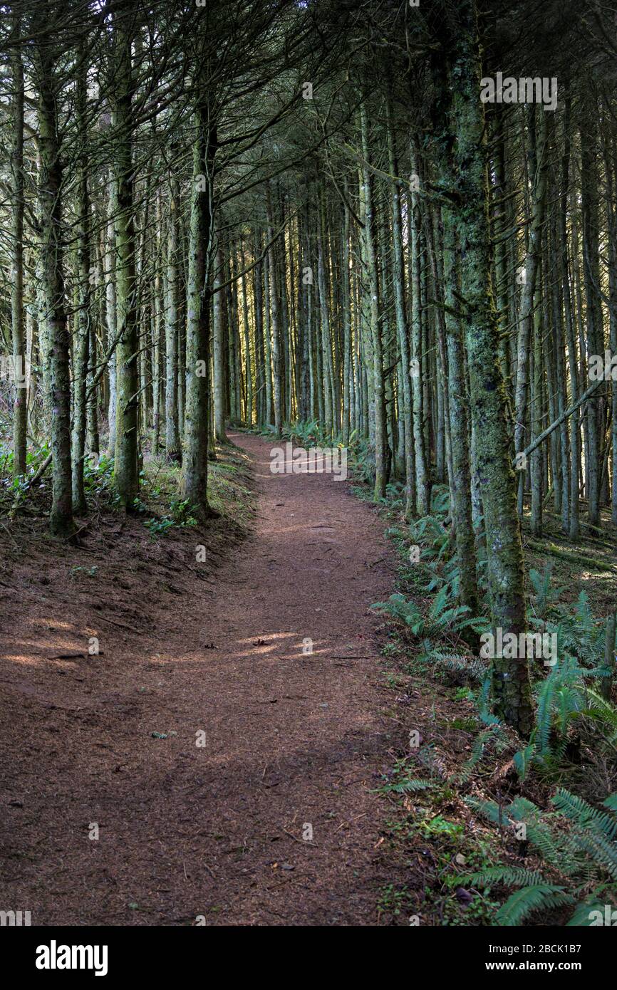 Wide Flat Trail Through Thick Forest Stock Photo - Alamy