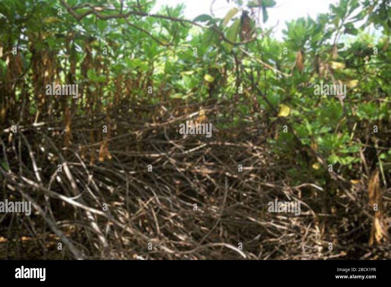 Manra atoll hi-res stock photography and images - Alamy