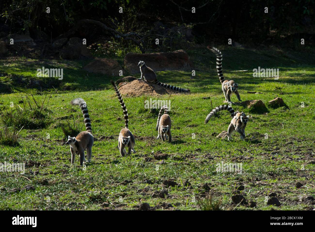 Africa, Madagascar, Ambalavao. Anja Community reserve. Ring-tailed ...