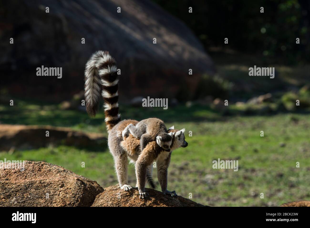 Africa, Madagascar, Ambalavao. Anja Community reserve. Ring-tailed ...