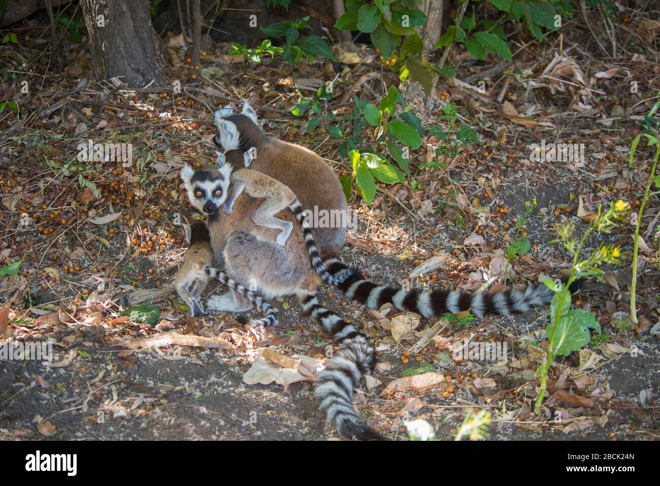 Africa, Madagascar, Ambalavao. Anja Community reserve. Ring-tailed ...