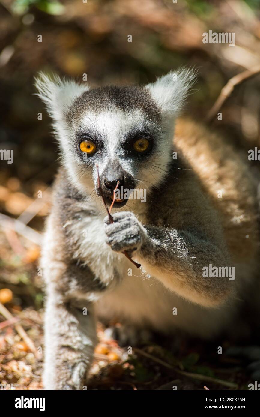 Africa, Madagascar, Ambalavao. Anja Community reserve. Ring-tailed ...