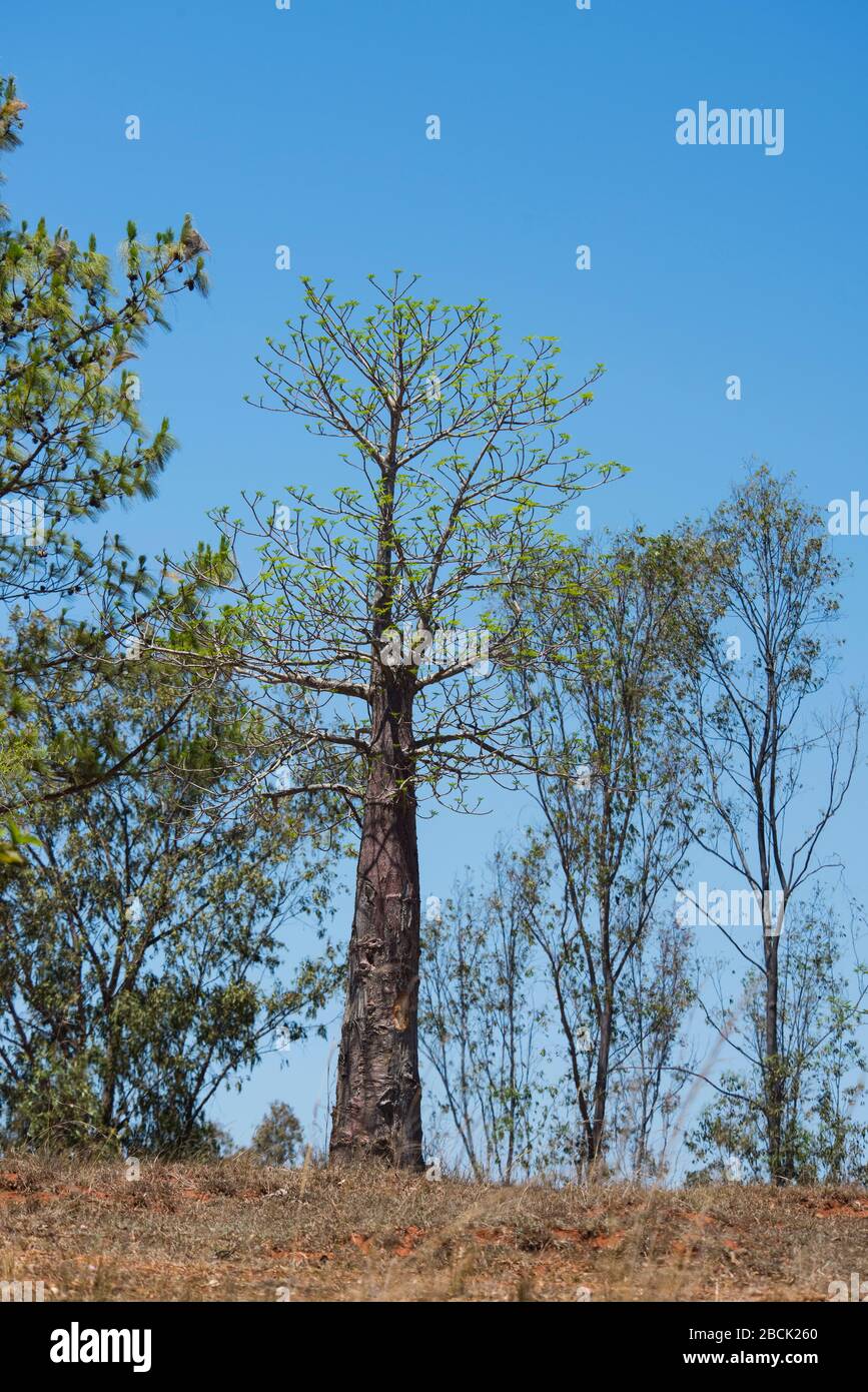 Africa, Madagascar, Ambalavao. Anja Community reserve. Tree Stock Photo ...