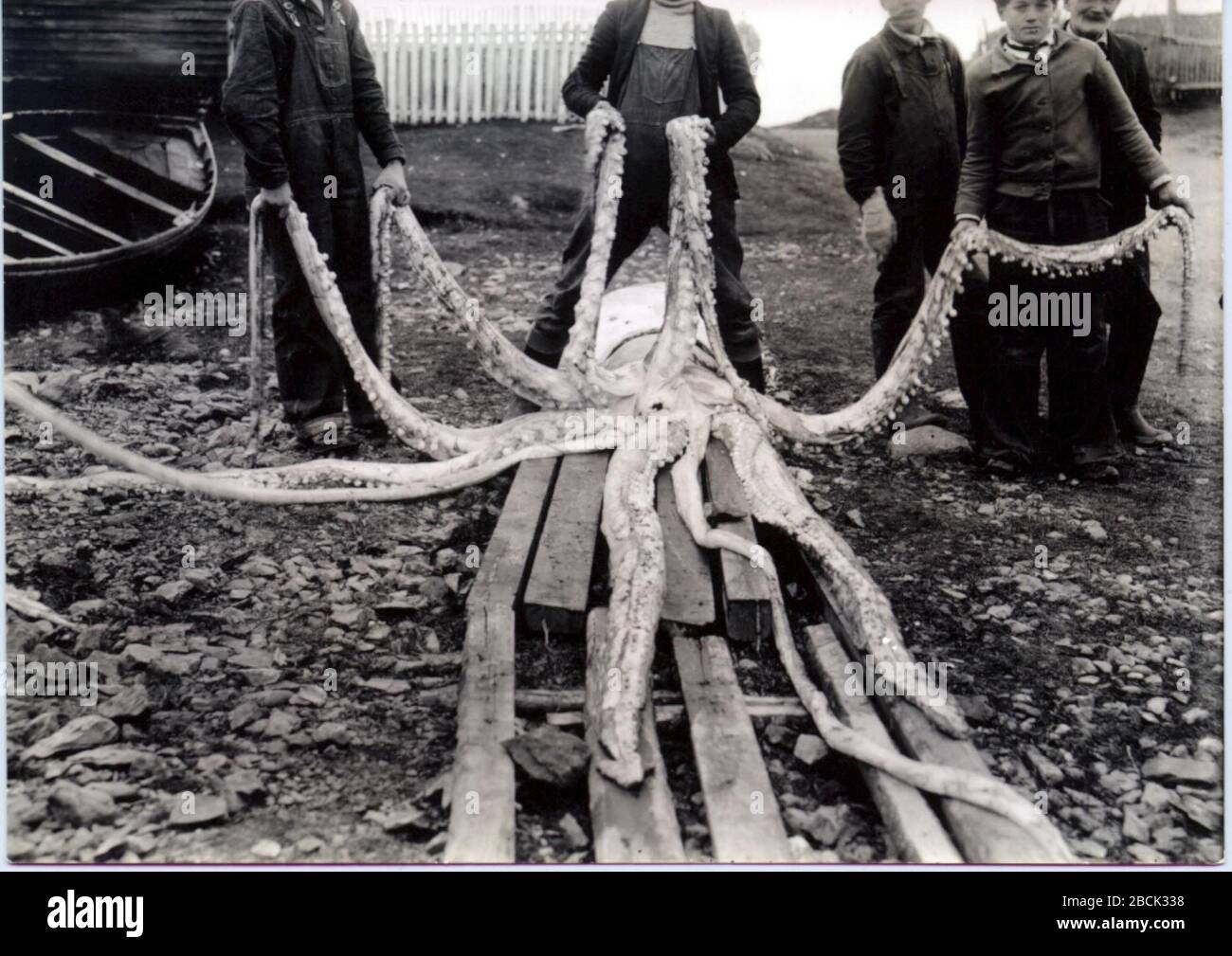 Giant squid architeuthis sp hi-res stock photography and images - Alamy