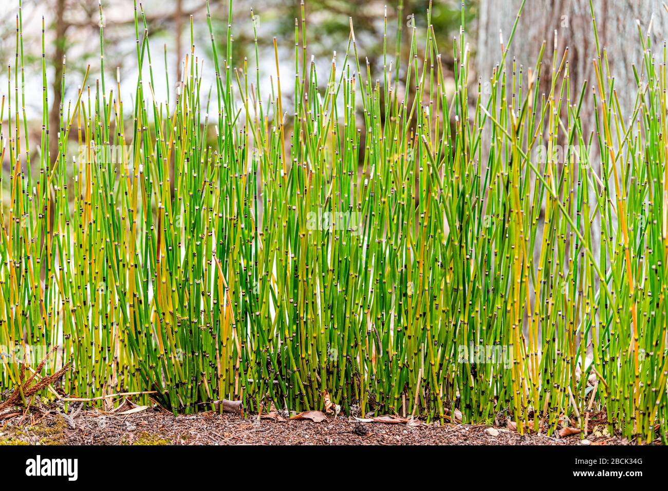 Equisetum hyemale or scouring-rush horsetail canuela young green plant ...