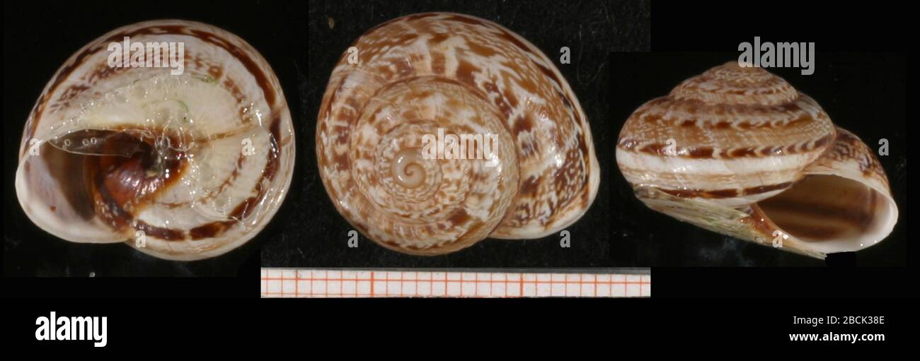 Goettingen uni hi-res stock photography and images - Alamy