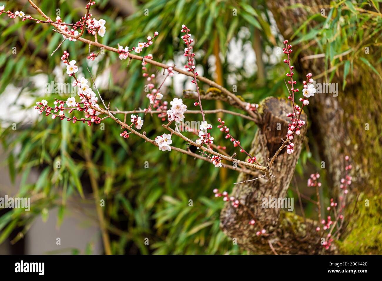 Bamboo tree flowers hi-res stock photography and images - Alamy