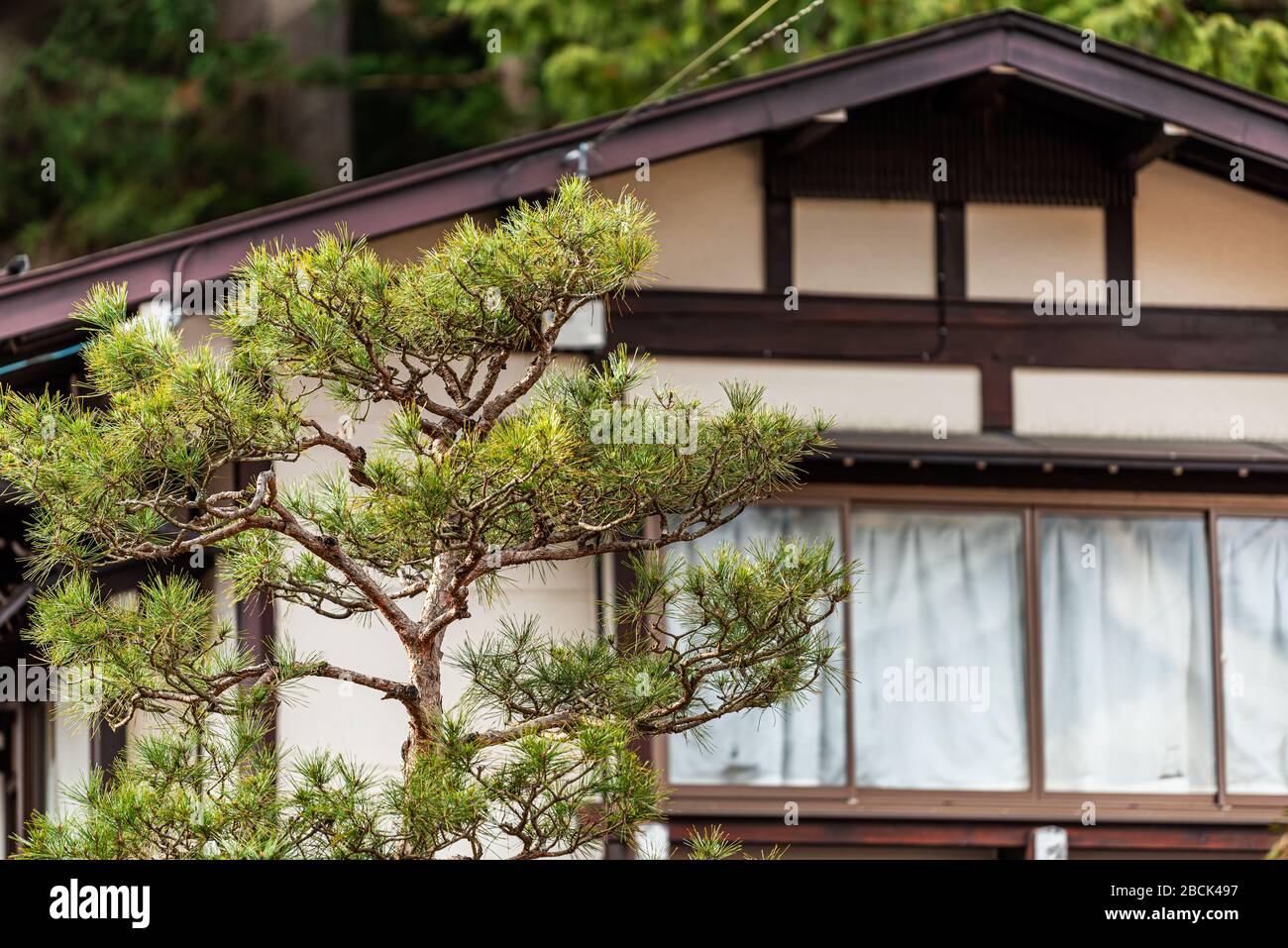 Evergreen cedar pine tree bonsai by wooden traditional building in ...
