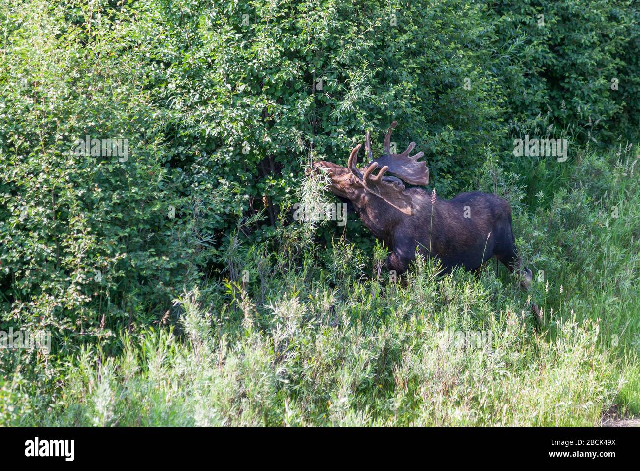 Moose Eating Grass High Resolution Stock Photography and Images - Alamy