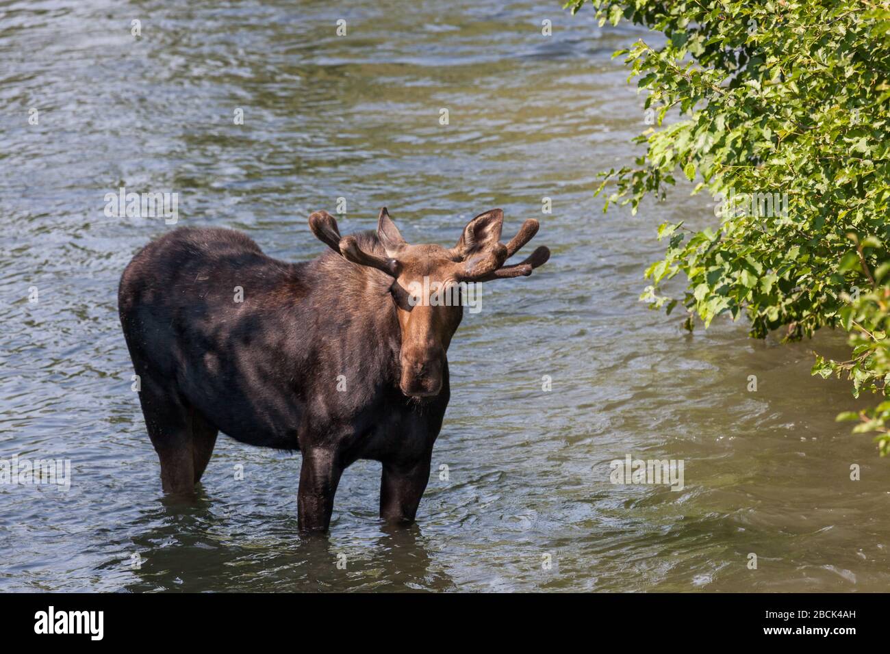 A young bull moose, with velvet on its growing antlers, standing in a ...