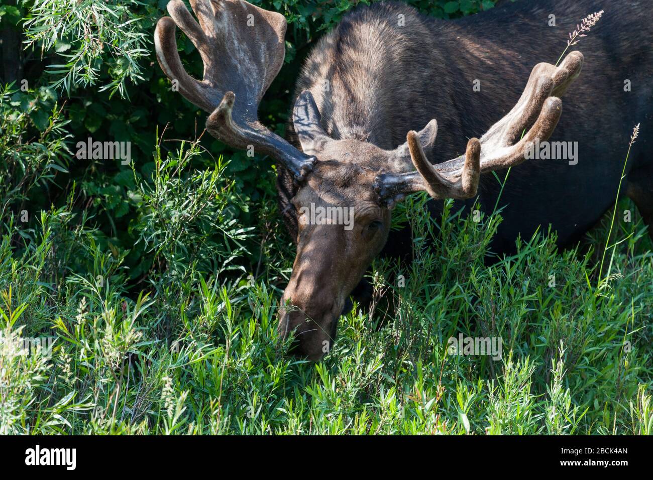 A large bull moose eating grass and brush on a river embankment with ...