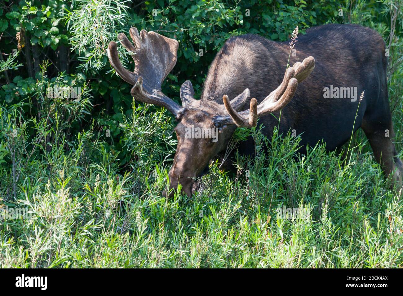 A large bull moose eating grass and brush on a river embankment with ...