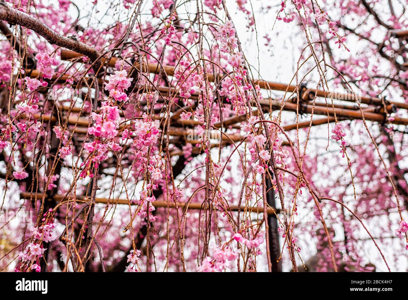 Kyoto, Japan hanging weeping cherry blossom sakura tree in spring with ...