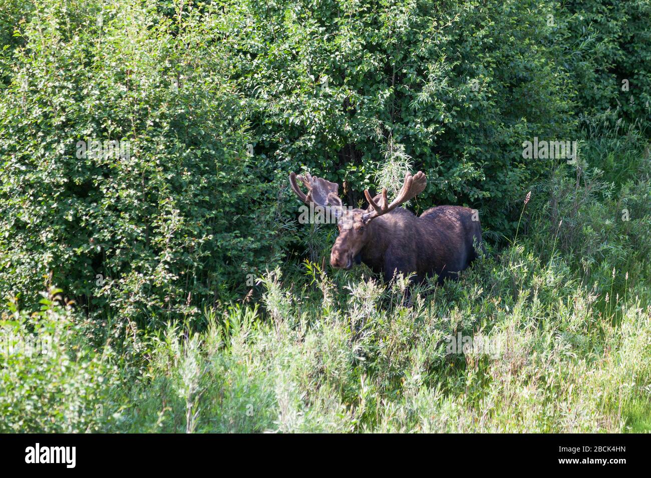 A large bull moose eating grass and brush on a river embankment with ...