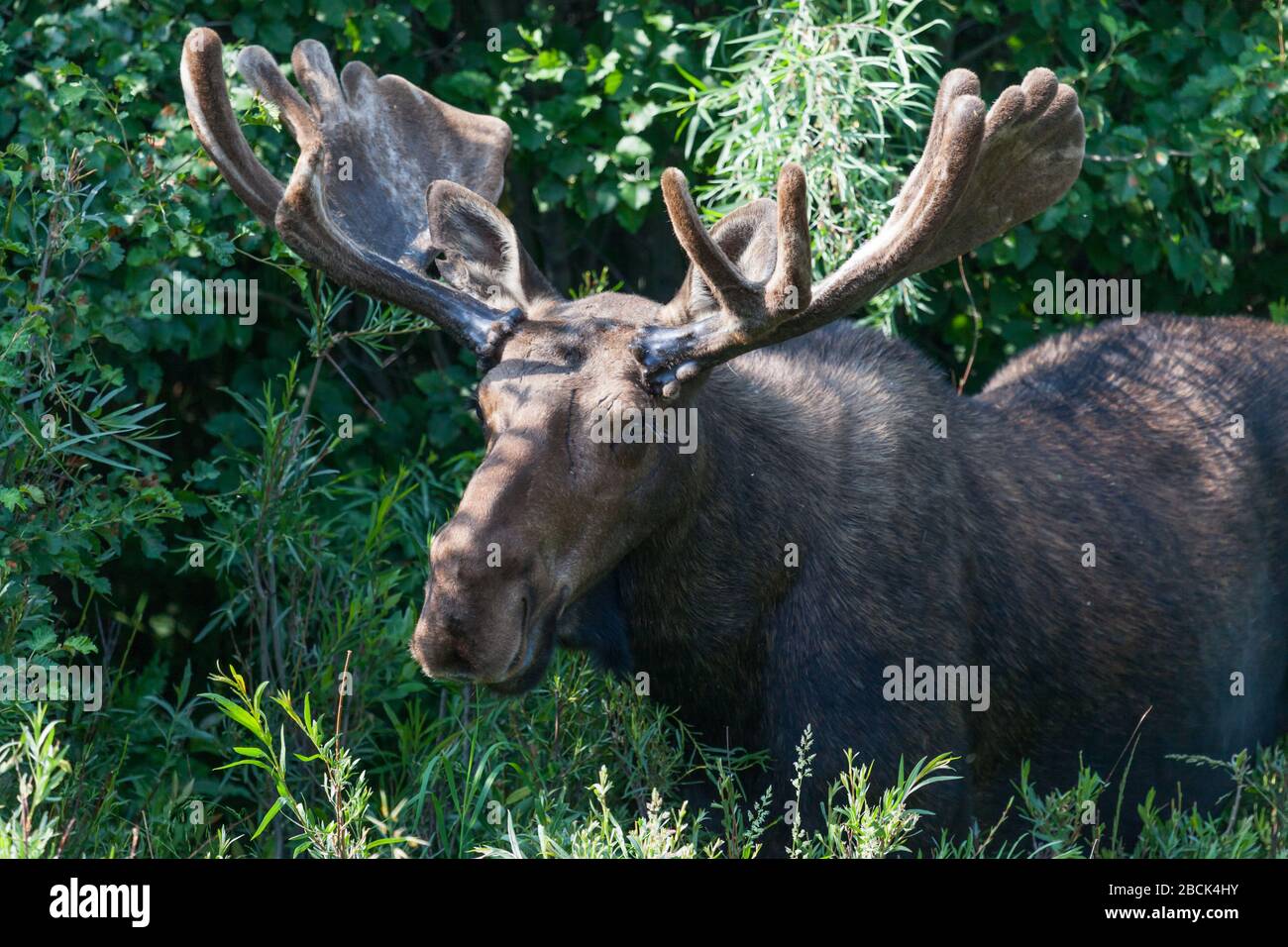 Moose eating grass hi-res stock photography and images - Alamy