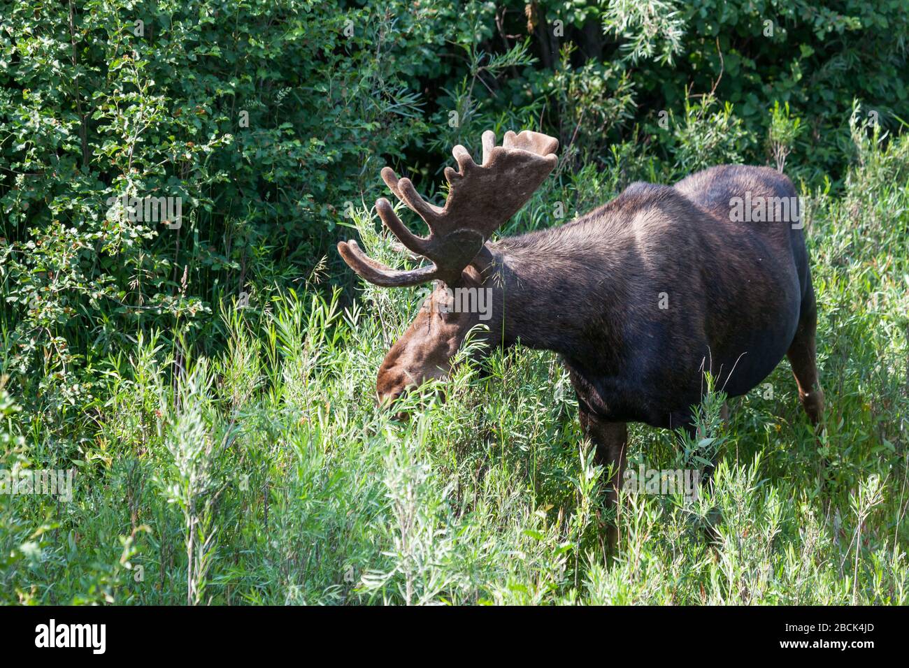 A large bull moose eating grass and brush on a river embankment with ...