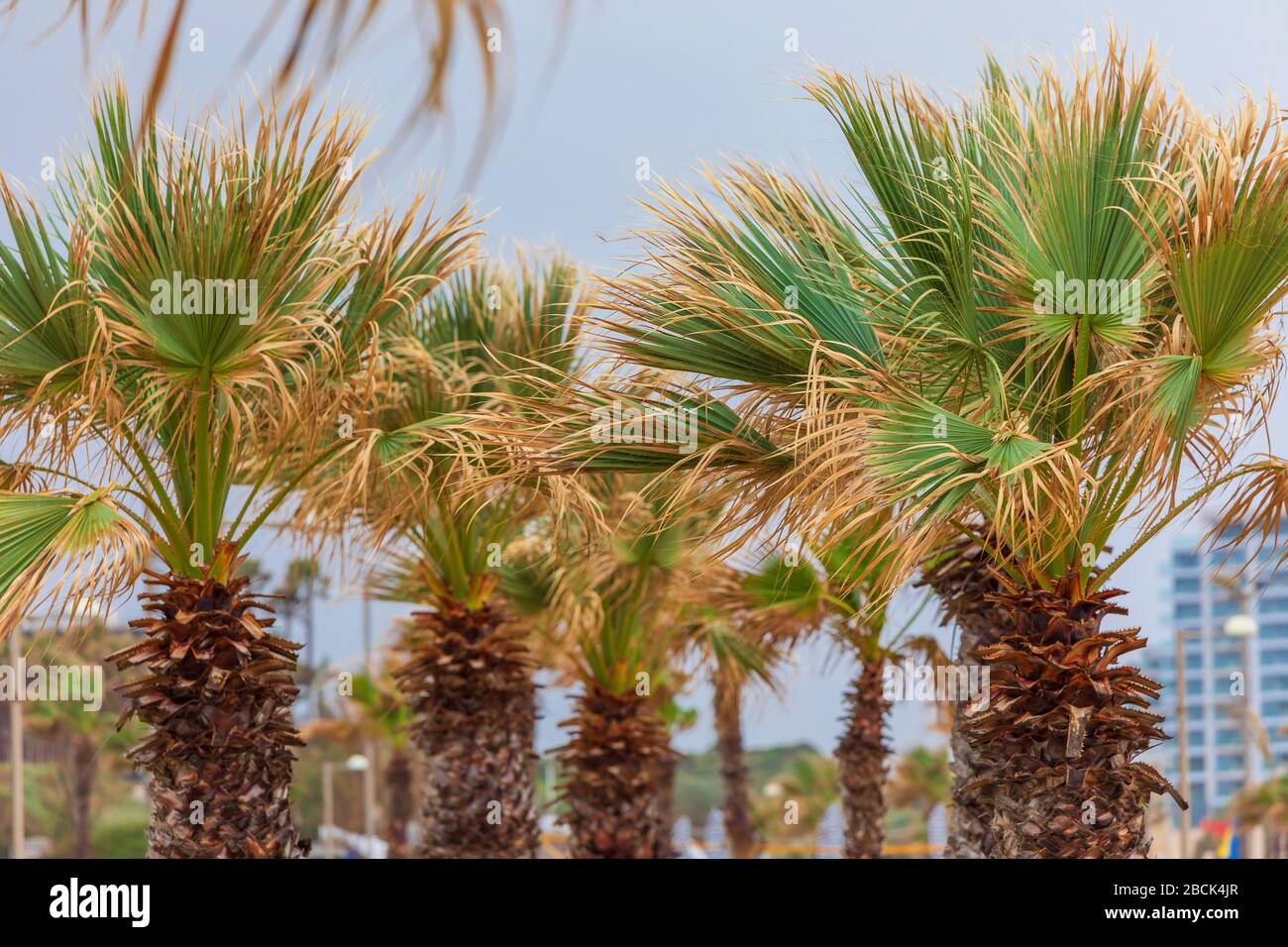 Palm trees in cyclone hi-res stock photography and images - Alamy
