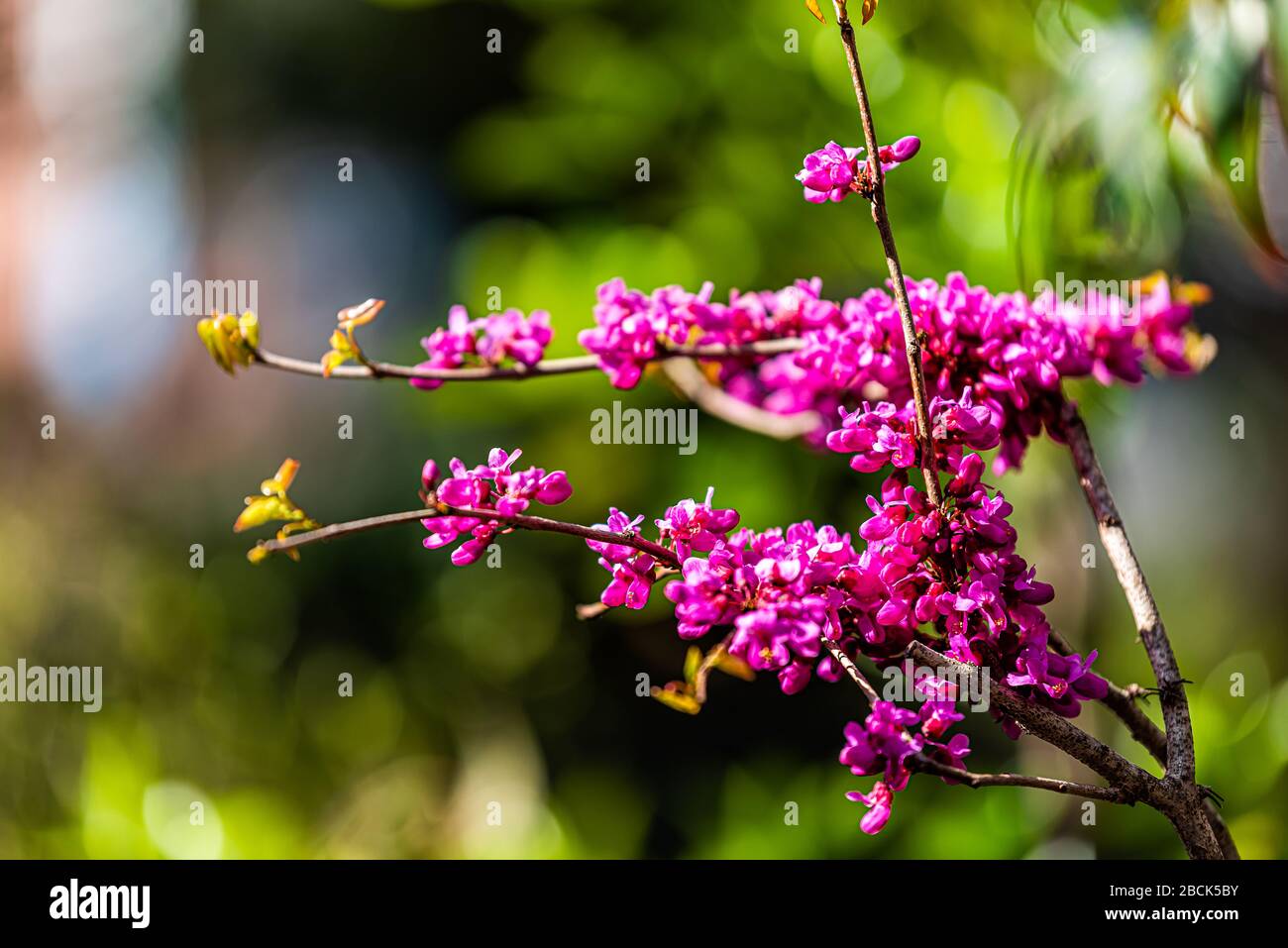 Purple sakura flowers hi-res stock photography and images - Alamy