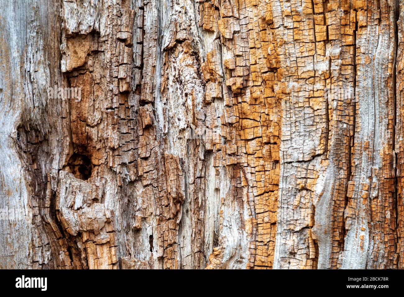 Inside a dead tree trunk split open and weathered Stock Photo - Alamy