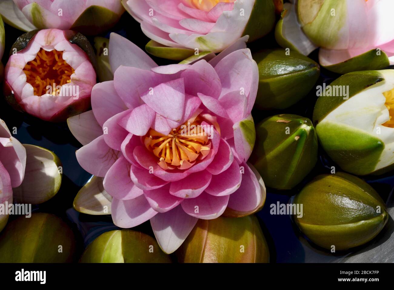 A beautiful pink flower n a flower cart in Cologne, Germany Stock Photo ...