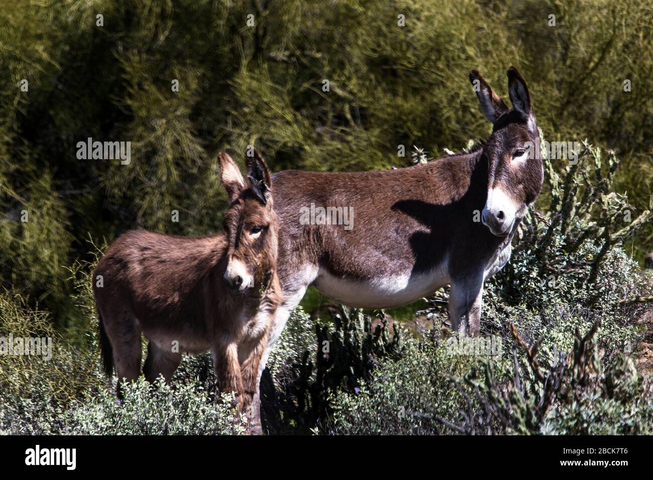 Wild burros in the Sonoran Desert near Phoenix, Arizona Stock Photo - Alamy