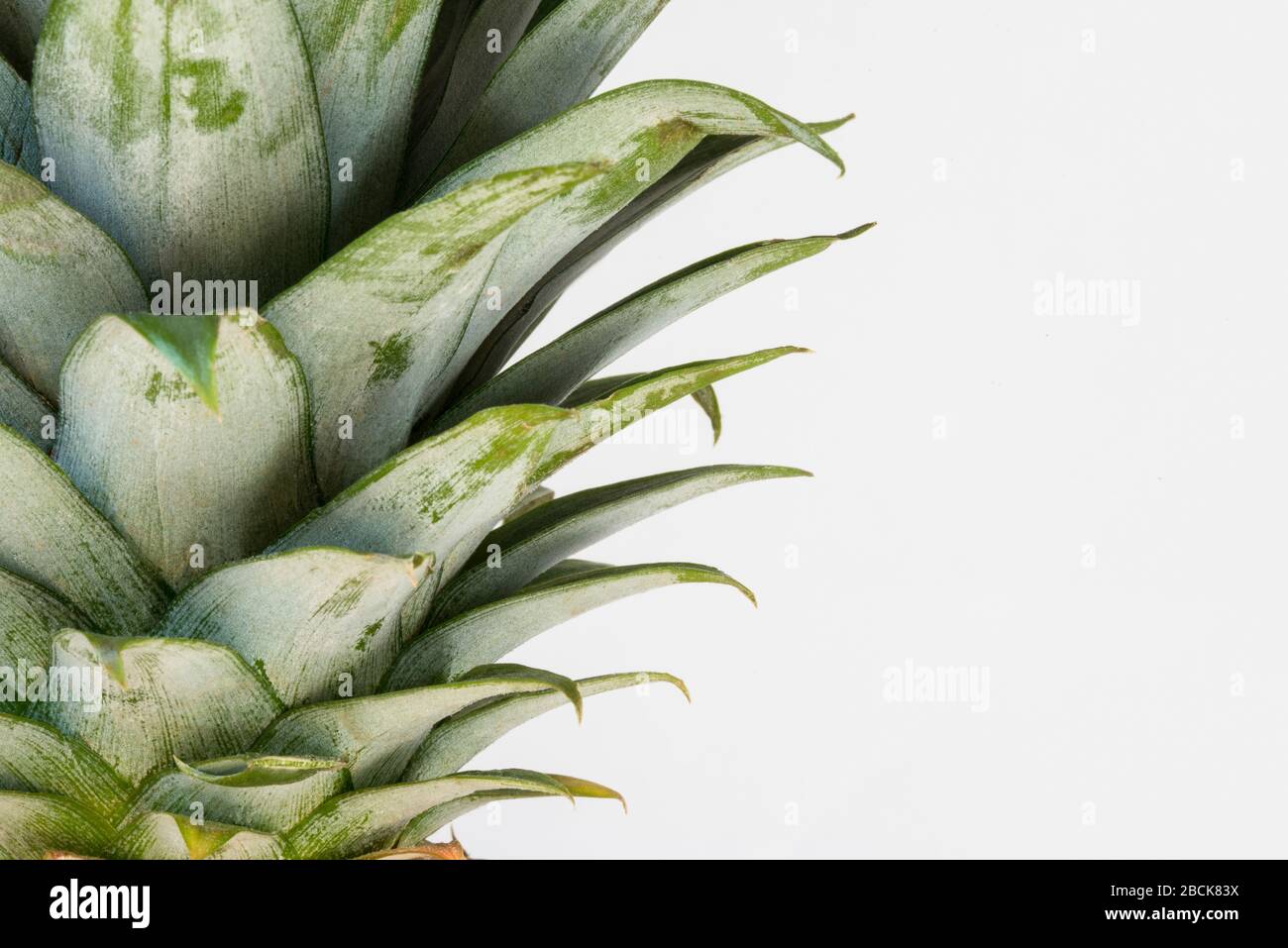 Pineapple leaves hi-res stock photography and images - Alamy
