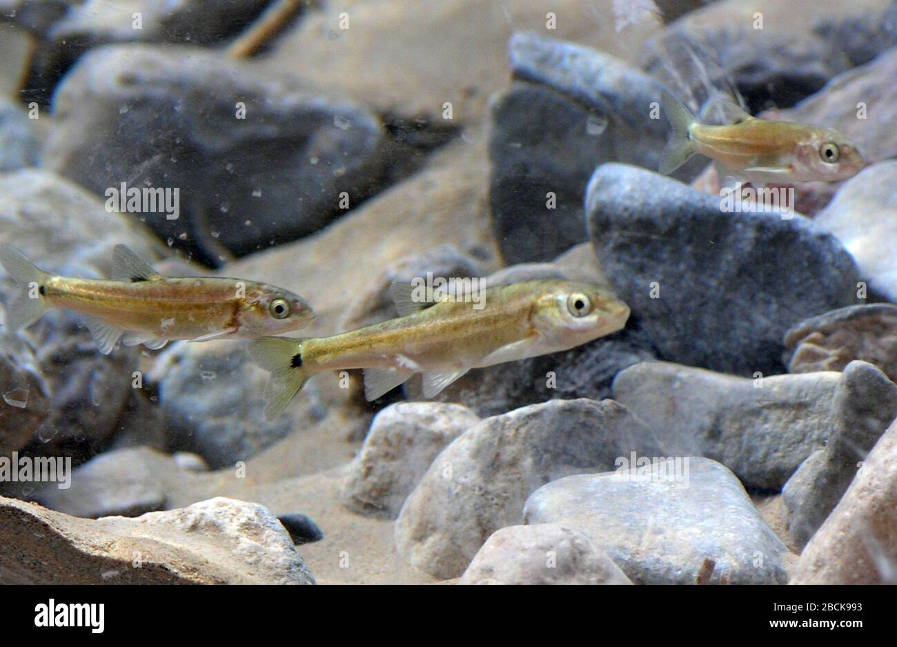 Desert national wildlife refuge complex hi-res stock photography and ...