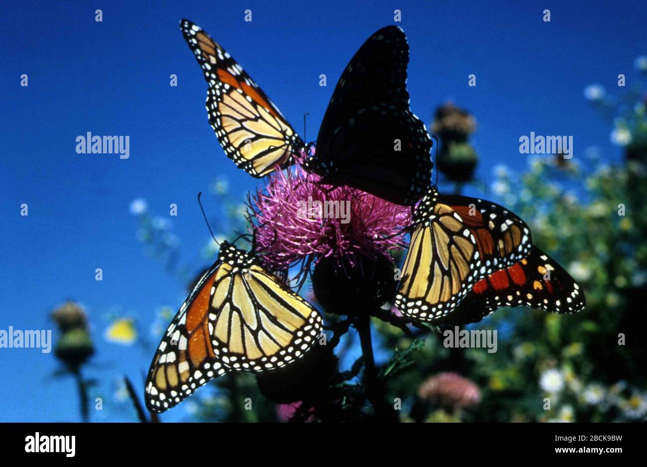 Monarch butterfly domain hi-res stock photography and images - Alamy