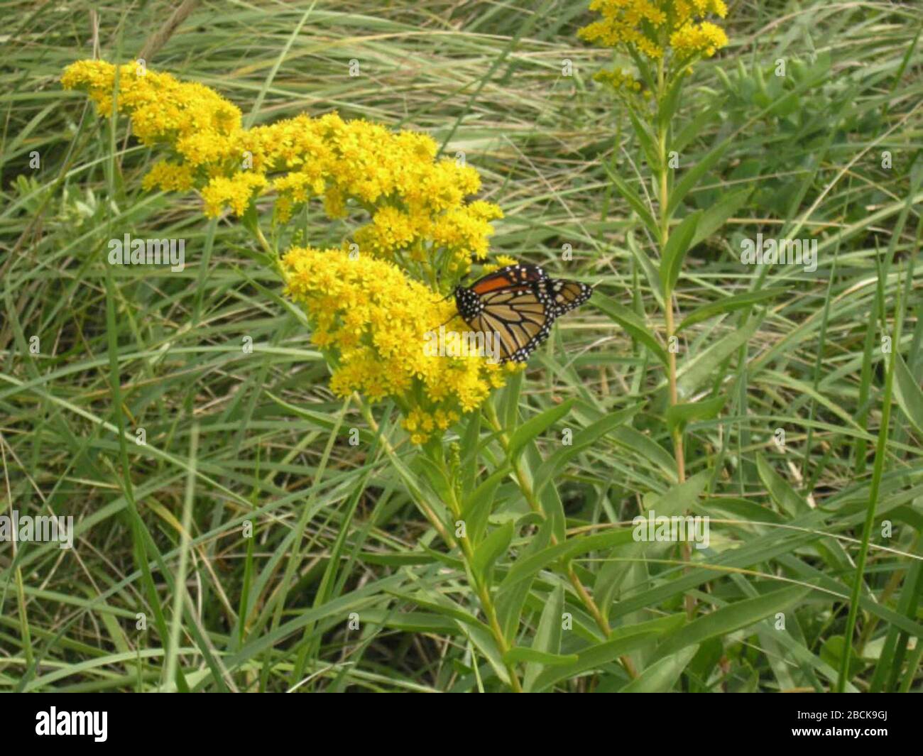 Monarch butterfly domain hi-res stock photography and images - Alamy