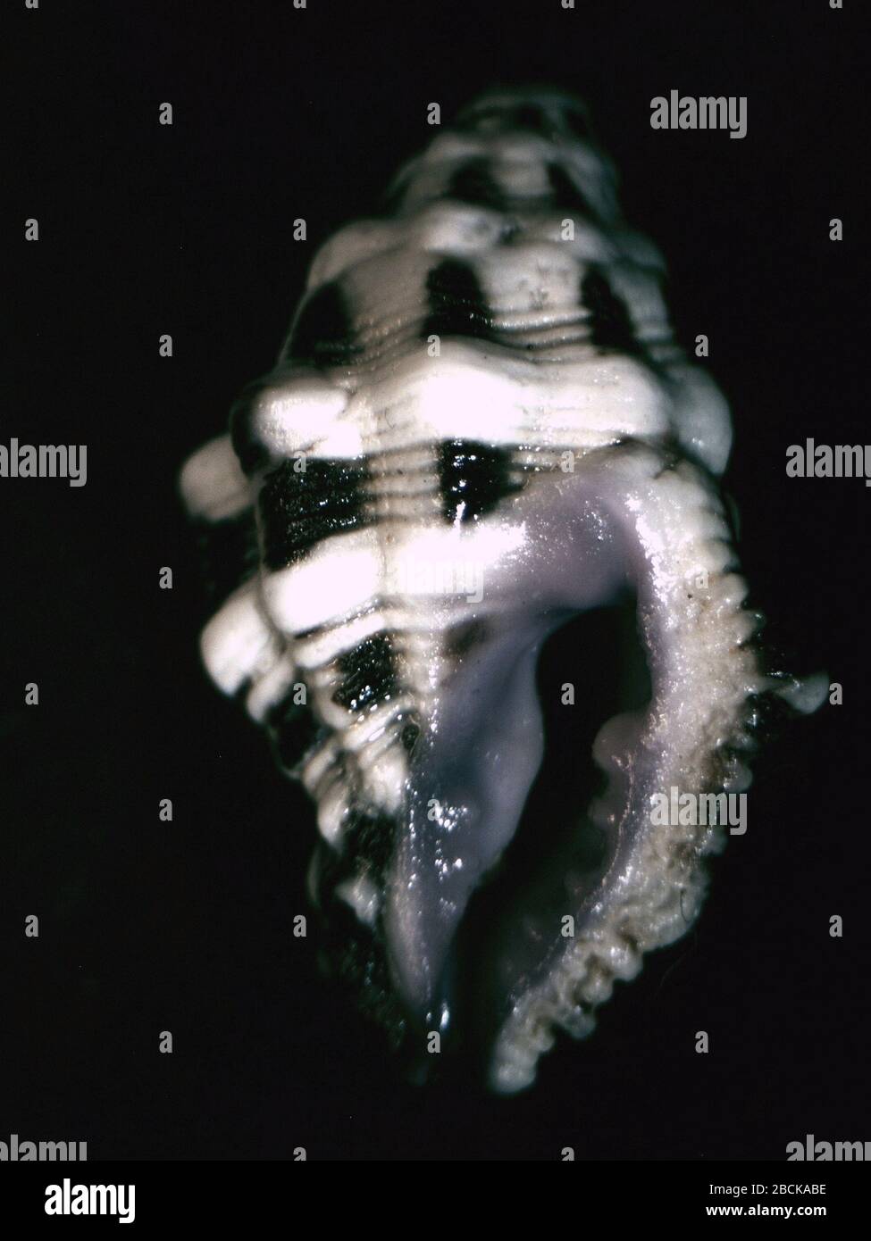 Murex Family High Resolution Stock Photography and Images - Alamy