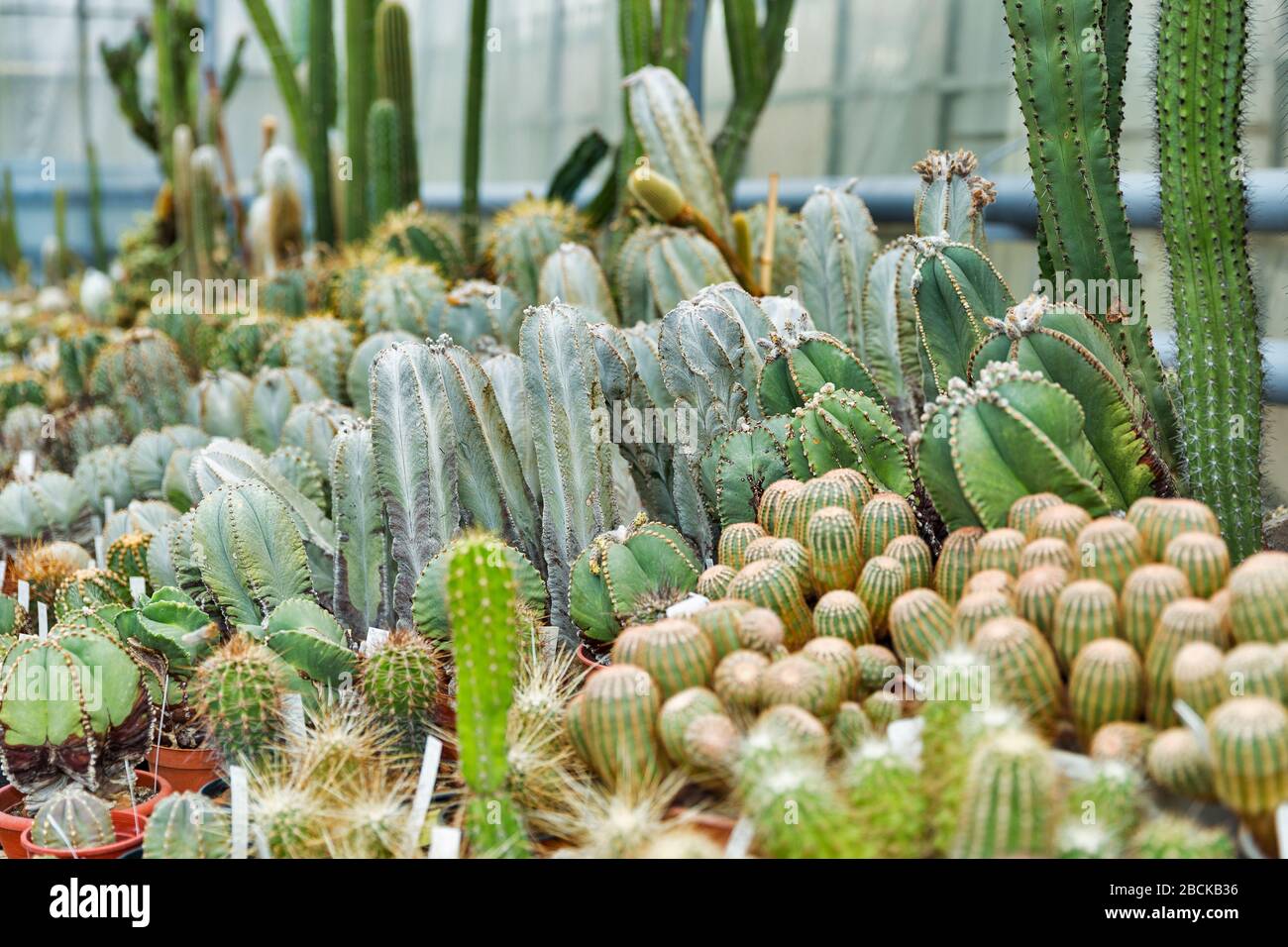 Different cactaceae hi-res stock photography and images - Alamy