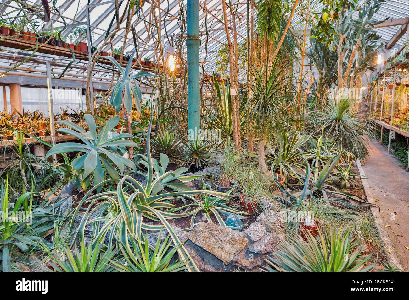 inside a greenhouse with a large number of different tropical plants ...