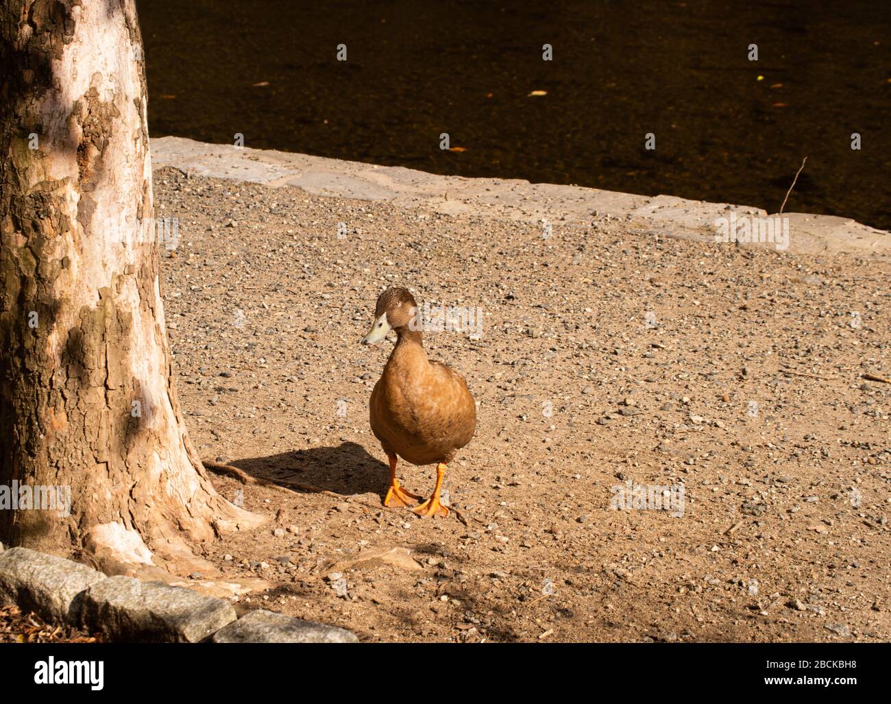 Concrete duck pond hi-res stock photography and images - Alamy