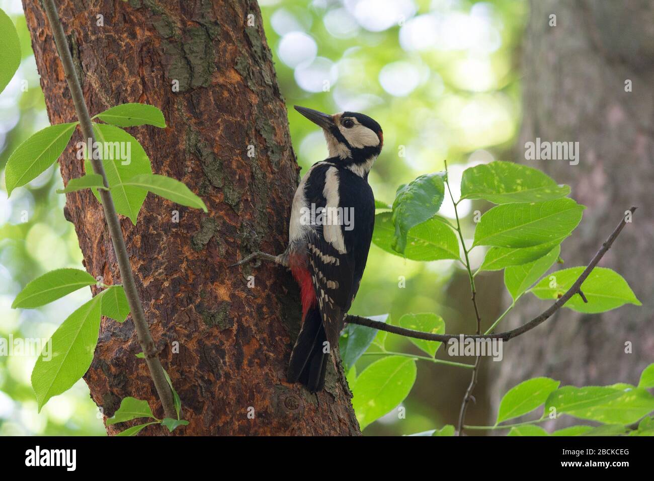 Tree bole hi-res stock photography and images - Alamy