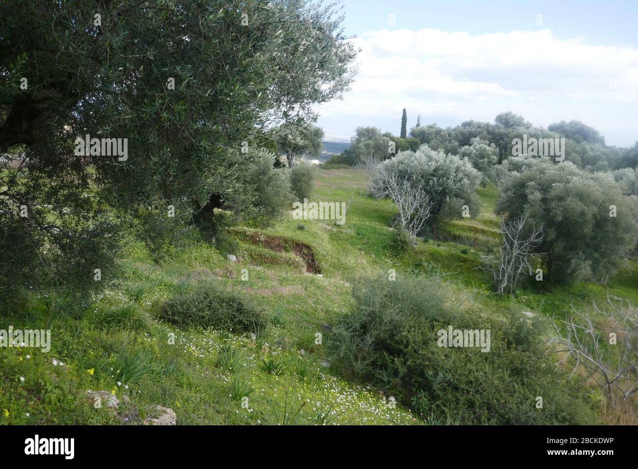 Nichoria hi-res stock photography and images - Alamy
