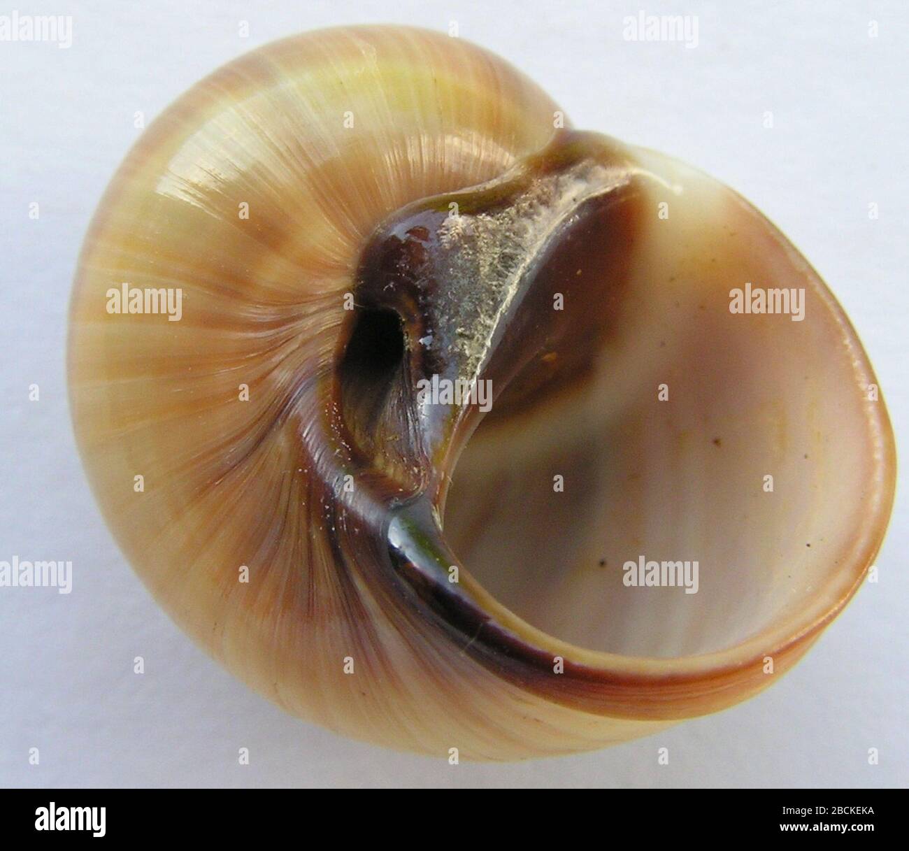 Family naticidae hi-res stock photography and images - Alamy