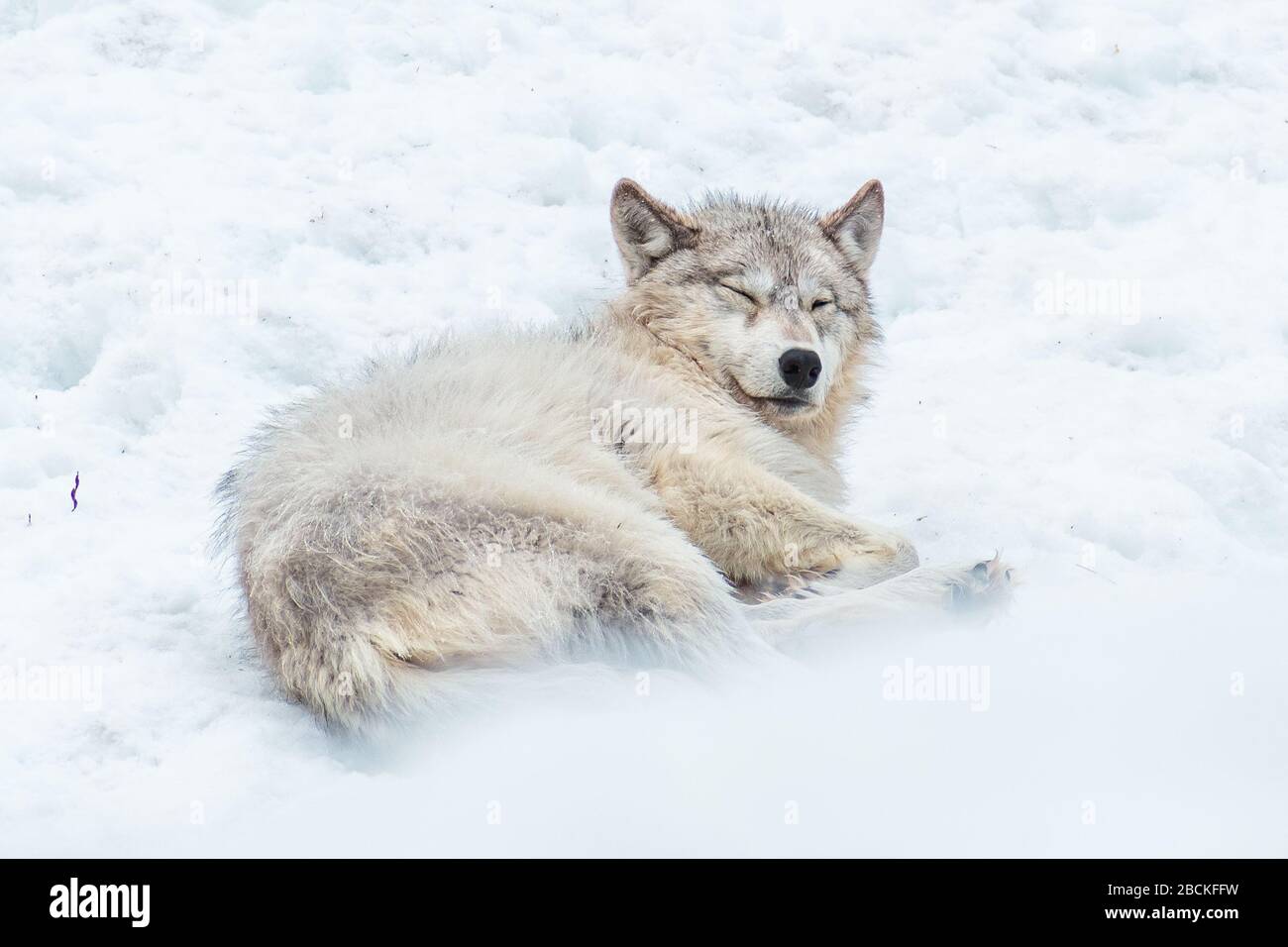 Wolf Lying Down In Snow