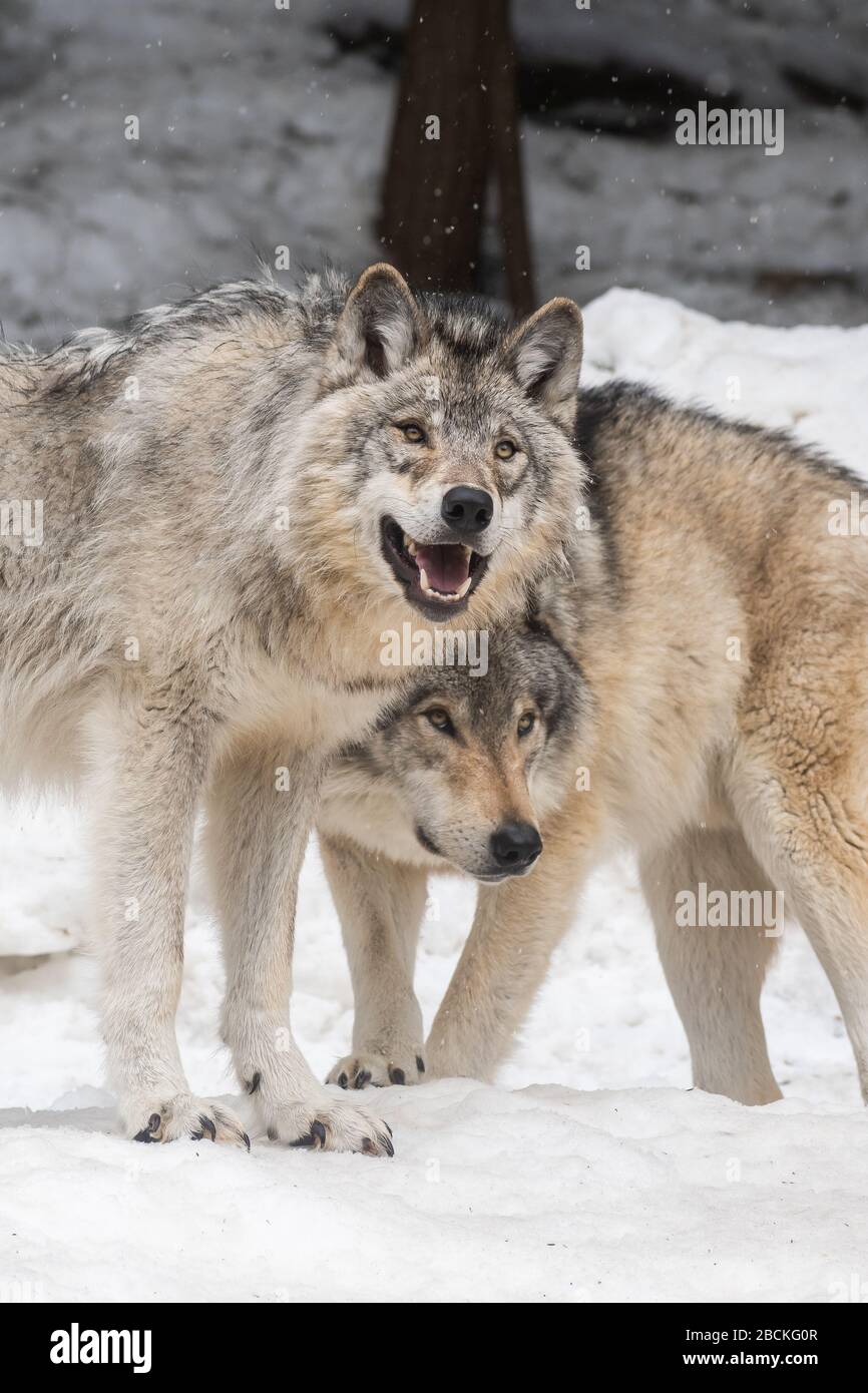 Two Fighting Wolves High Resolution Stock Photography and Images - Alamy