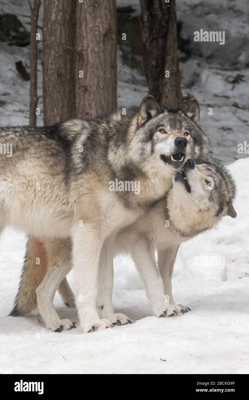 Two Fighting Wolves High Resolution Stock Photography and Images - Alamy
