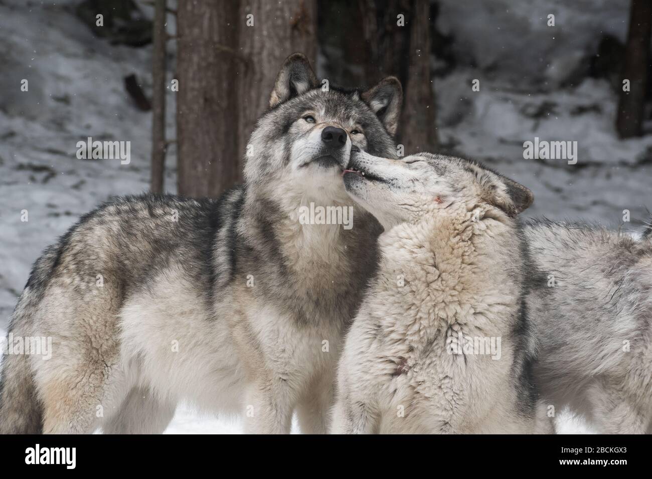 Two Fighting Wolves High Resolution Stock Photography and Images - Alamy