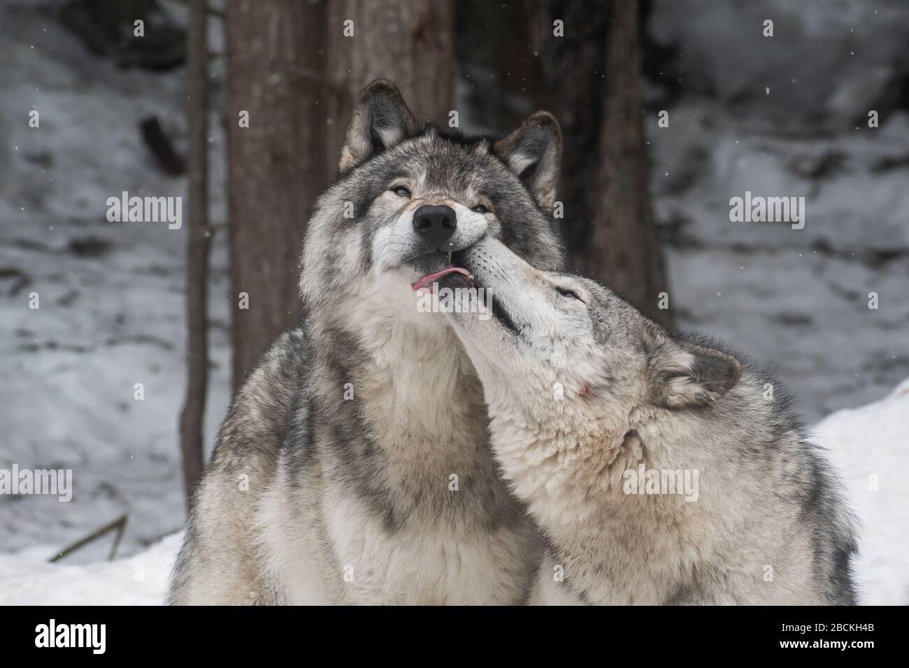Two grey wolves showing affection to each other. One is licking the ...