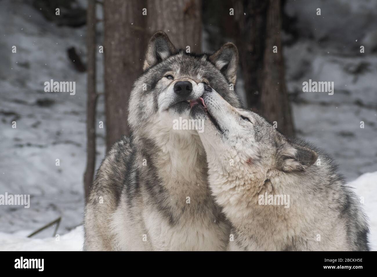 Two Fighting Wolves High Resolution Stock Photography and Images - Alamy
