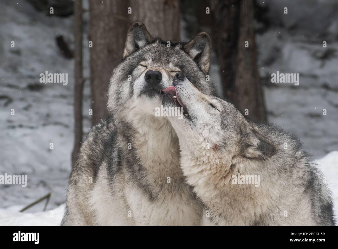 Two Fighting Wolves High Resolution Stock Photography and Images - Alamy